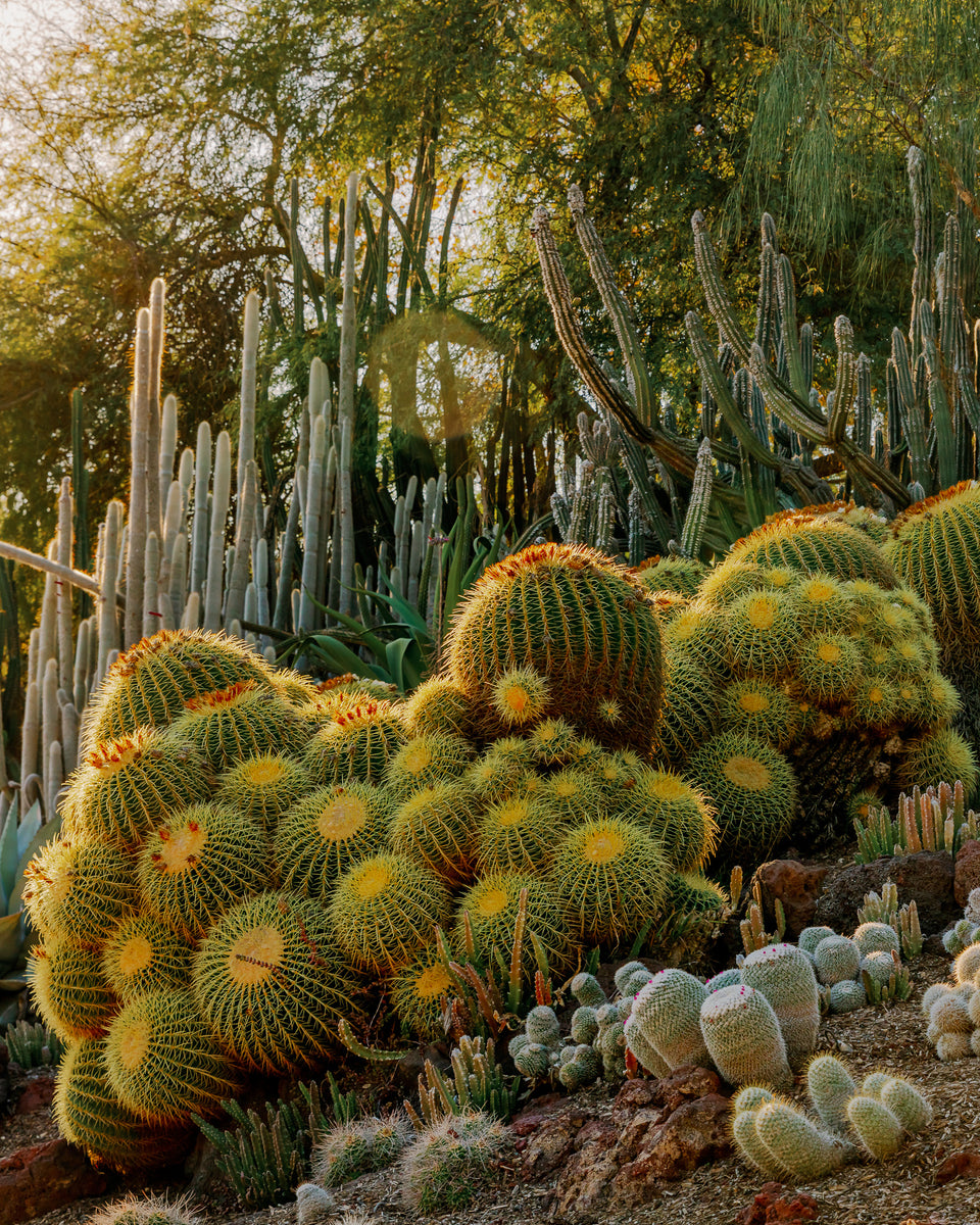 Botanical – Wayne Ford Studio